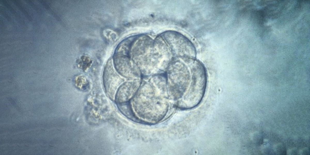All About Embryo Development — GoStork