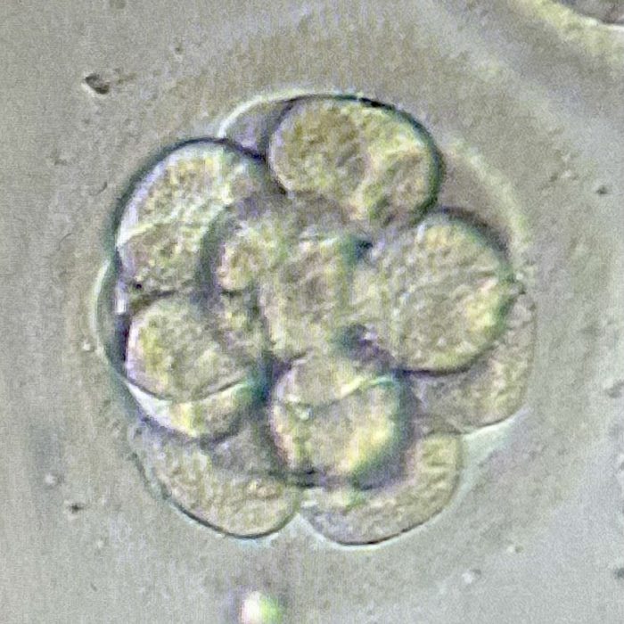 All About Embryo Development — GoStork